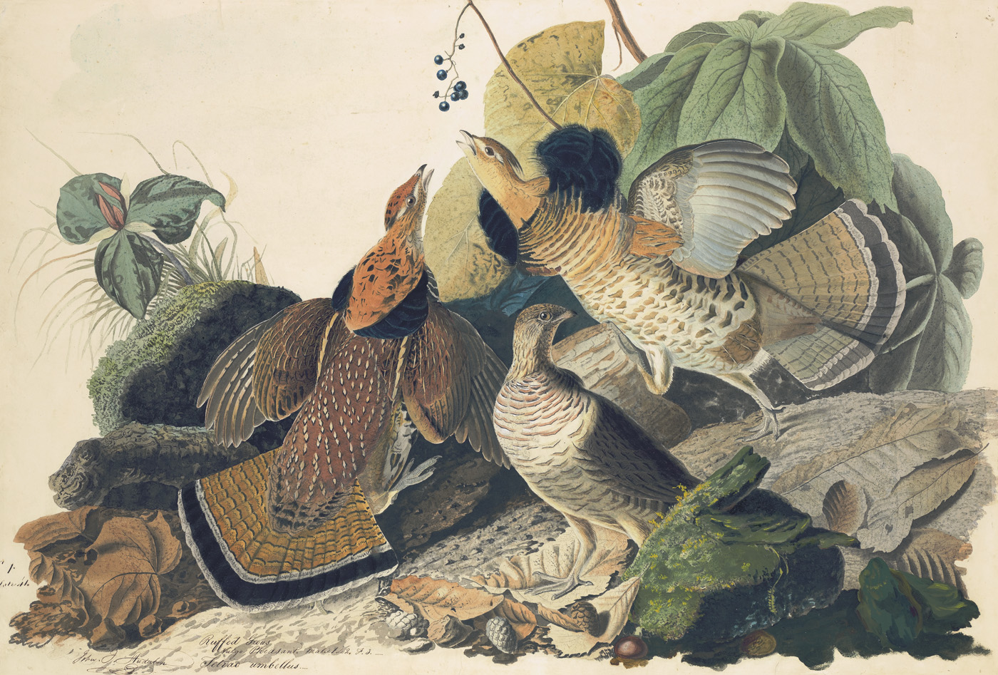 Audubon's Birds of America Focus Gallery | The New York Historical
