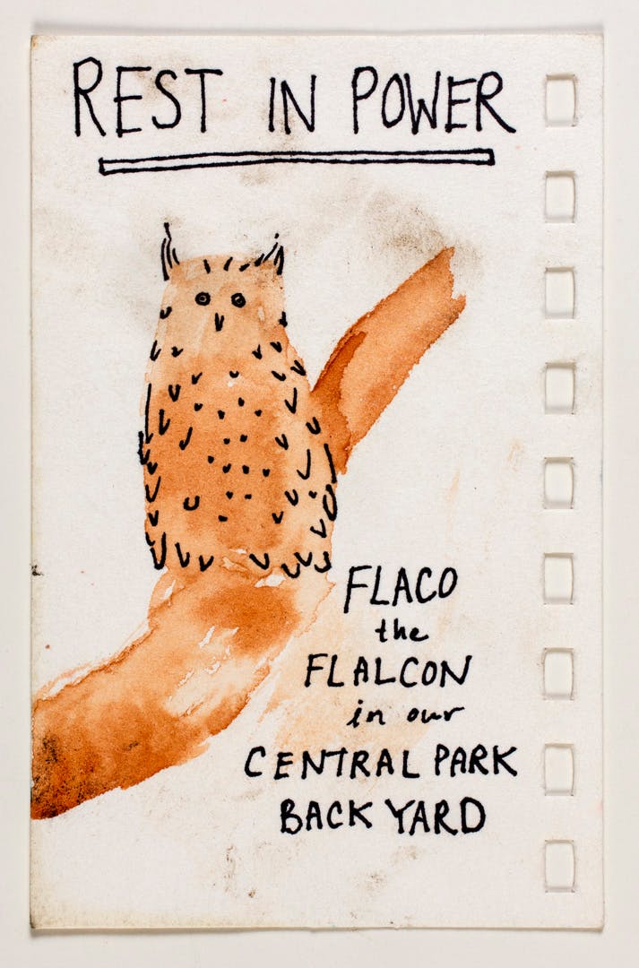 Flaco the Owl Commemorated at The New York Historical | The New York ...