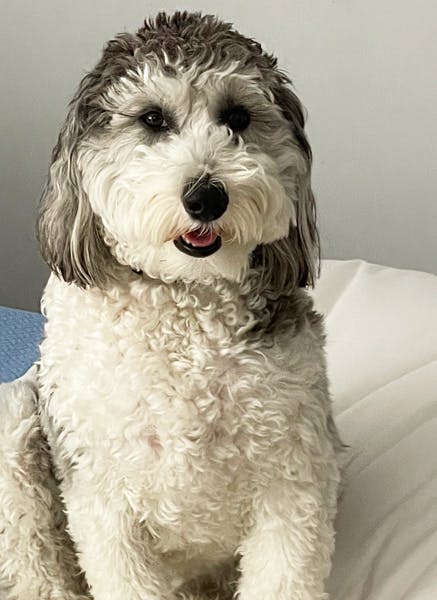 Pets and the City | The New York Historical