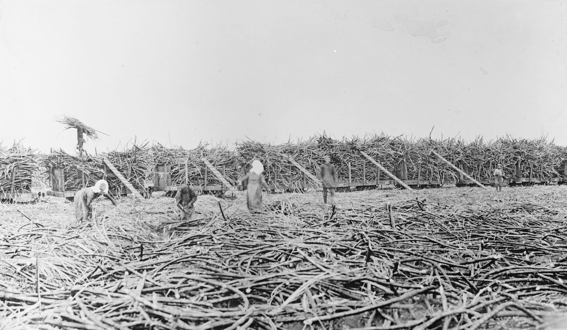 Bittersweet: "Picture Brides" on the Hawaiian Sugarcane Plantations ...