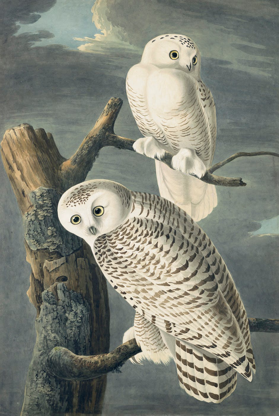 Audubon's Birds of America Focus Gallery | The New York Historical