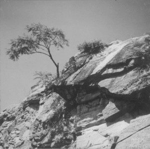 The New York Historical